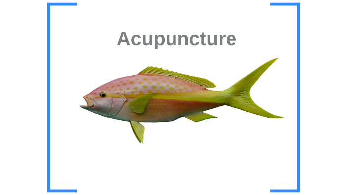 Fish Acupuncture by Silver SealSun on Prezi