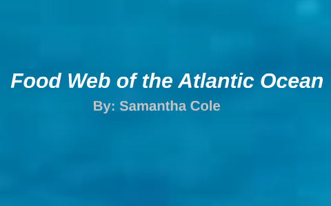 Food Web of the Atlantic Ocean by Samantha Cole on Prezi