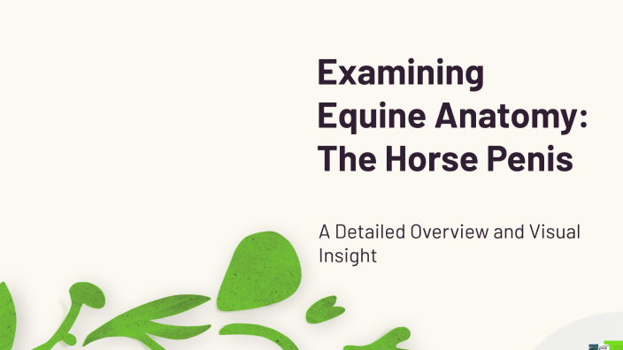 Examining Equine Anatomy: The Horse Penis by Miftaah Al Islam on Prezi