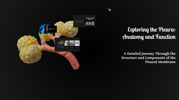 Exploring the Pleura: Anatomy and Function by Omar Shapan on Prezi