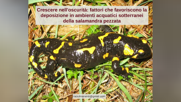 Thanks For Your Attention By Raoul Manenti thanks-for-your-attention-by-raoul-manenti