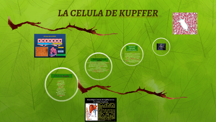 Las células de Kupffer, también conocidas como células de Br by yudith ...