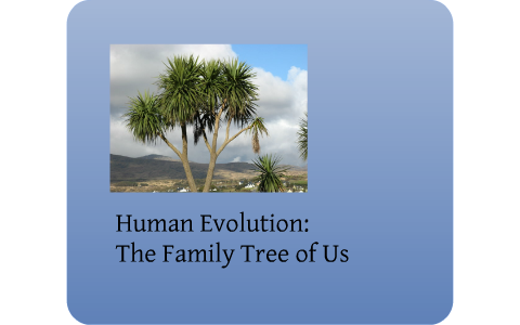 The Human Evolution Family Tree by Phoebe by phoebe davies on Prezi