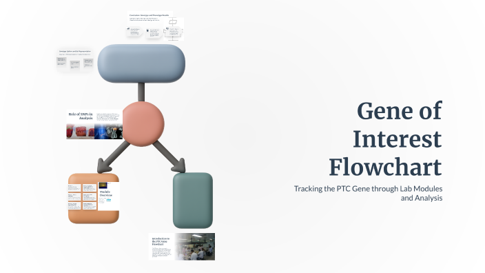 Gene of Interest Flowchart by Sephora Loiseau on Prezi