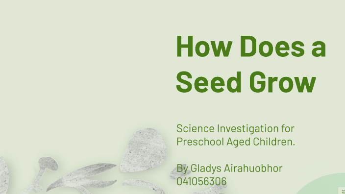 How Does a Seed Grow by Gladys Airahuobhor on Prezi
