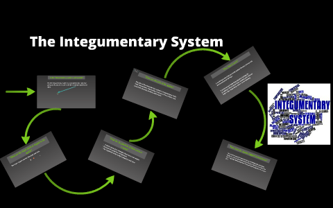 The Integumentary System by Joshua Hepburn on Prezi