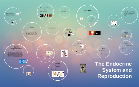 Endocrine System and Reproduction by Maricela Pereira on Prezi