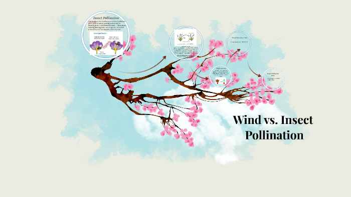 Wind vs. Insect Pollination by martina stofenmacher on Prezi