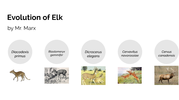 Evolution of Elk 2 by Grant Marx on Prezi