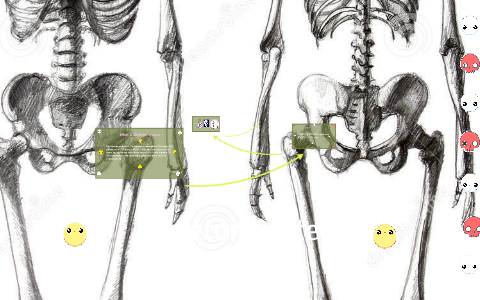 Skeleton System by jinal parekh on Prezi