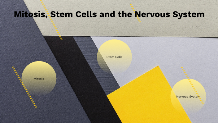Mitosis, Stem Cells and the Nervous System by Alfie Anthony on Prezi