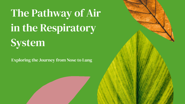 The Pathway of Air in the Respiratory System by Dũng Lê on Prezi