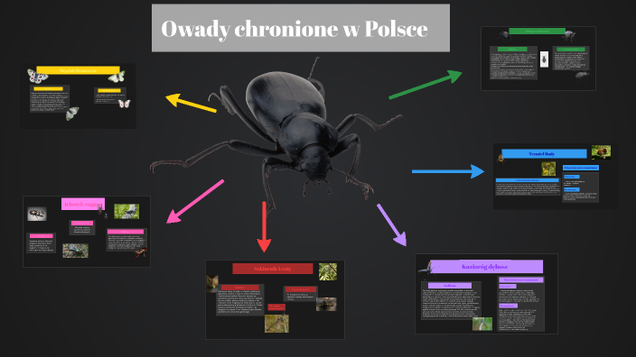 Protected Insects in Poland by Alicja Maciejewska on Prezi