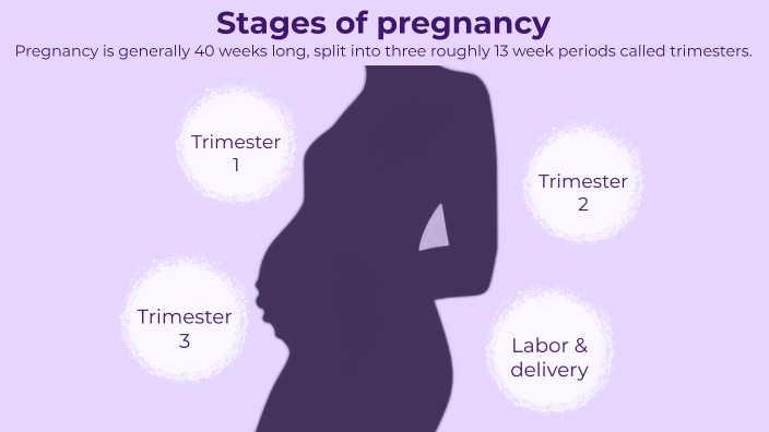 Stages of pregnancy, labor, & delivery by Breanne Bessette on Prezi