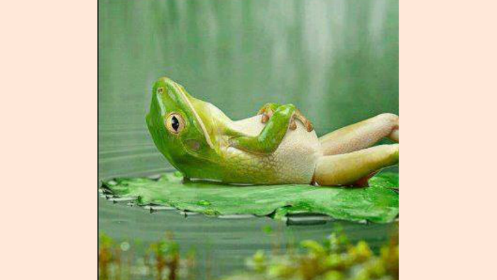 SOOIBRAND/ GASTRO-ESOFAGEALE REFLUKS SIEKTE (GERS) by Salome Kleynhans ...