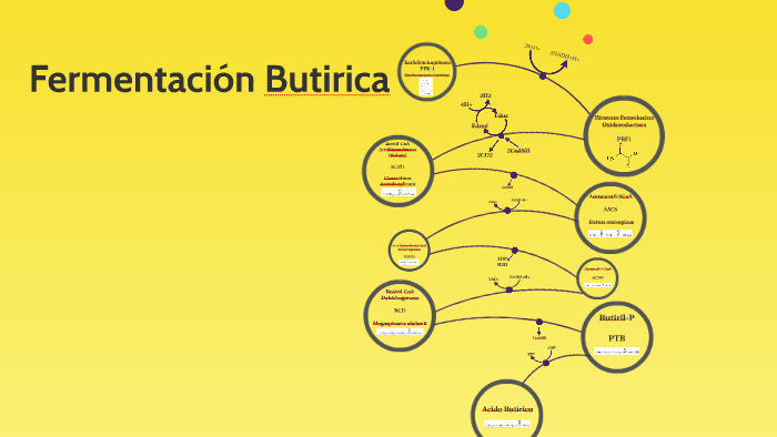 Fermentación Butirica by dante juarez on Prezi