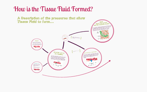 How the tissue fluid is formed by Megan A on Prezi