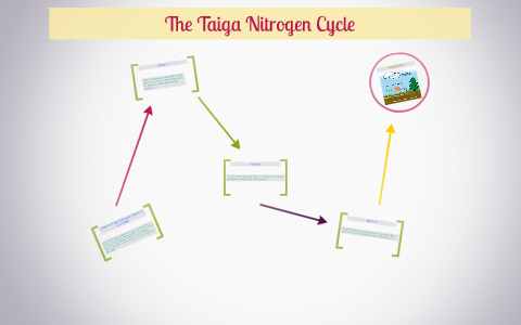 The Taiga Nitrogen Cycle by Ashley Kling on Prezi