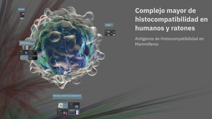 Complejo mayor de histocompatibilidad en humanos y ratones by Daniel ...