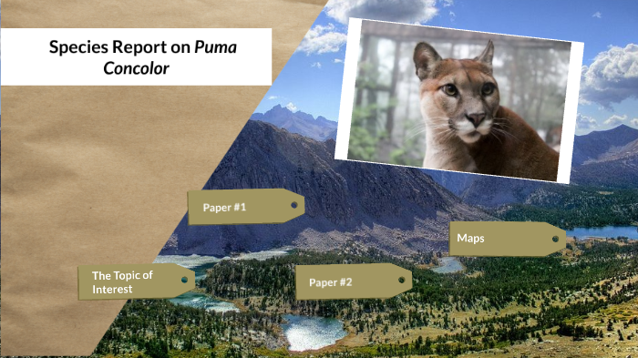 Species Report of The Mountain Lion by Angelina Pacheco on Prezi