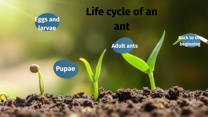 Life cycle of an ant by CELIA BANGO ROMERO on Prezi