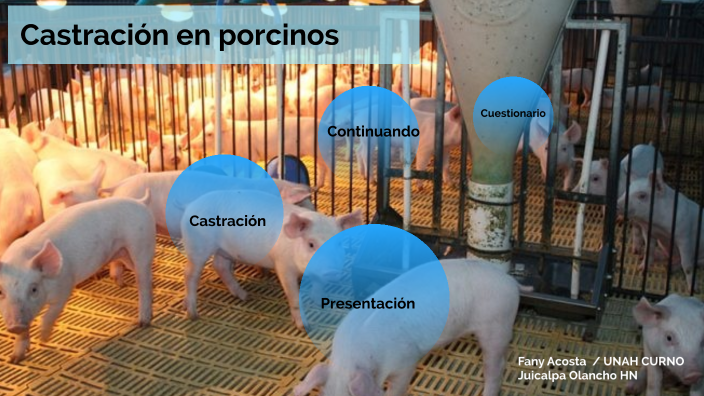 Castración en porcinos by gerson hernandez on Prezi