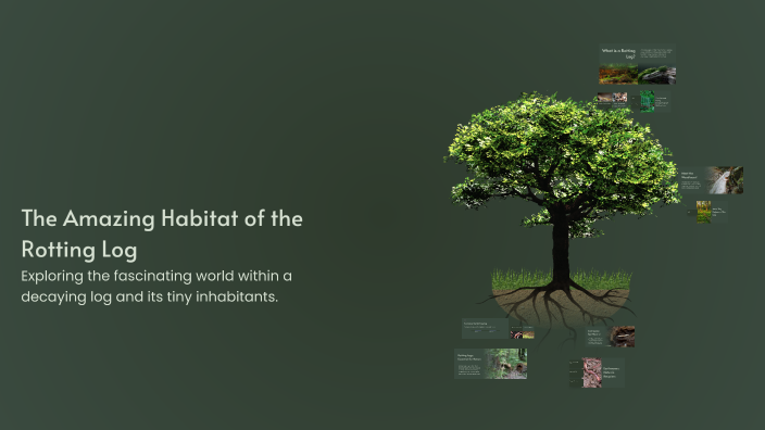 The Amazing Habitat of the Rotting Log by Shukran Allam on Prezi
