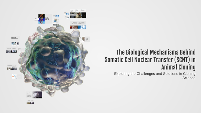 The Biological Mechanisms Behind Somatic Cell Nuclear Transfer (SCNT ...