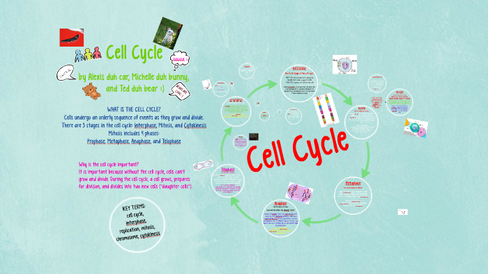 Cell Cycle - 7th Grade by Michelle Dang on Prezi