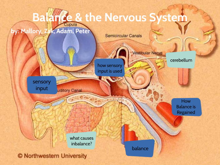 Balance + Nervous System Presentation (Mallory, Adam, Zak, Peter) by ...
