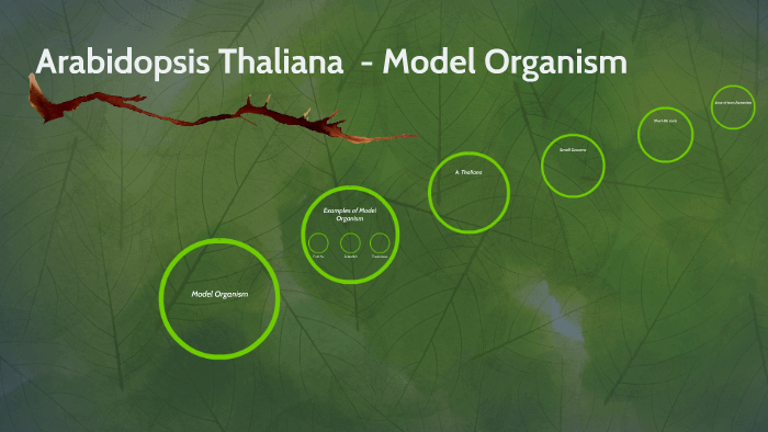 Arabidopsis Thaliana - Model Organism by Merin Kajal on Prezi