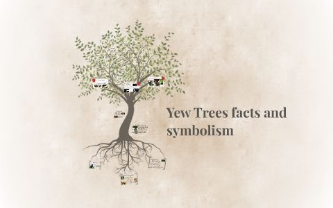 Yew Trees facts and symbolism by Anne Torgersen on Prezi