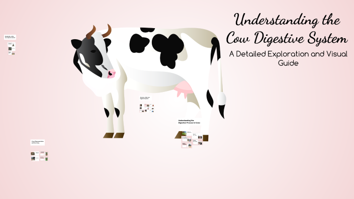 Understanding the Cow Digestive System by CLAIRE RHOADES on Prezi