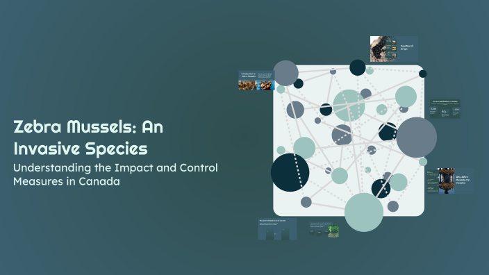 Zebra Mussels: An Invasive Species by Ethan Vince on Prezi