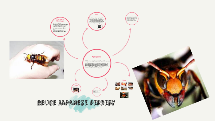 Reuse japanese perdeby by Danie Prins on Prezi