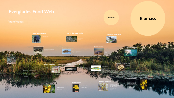 Everglades Food Web by Andre Woods on Prezi Everglades Food Web by Andre Woods on Prezi