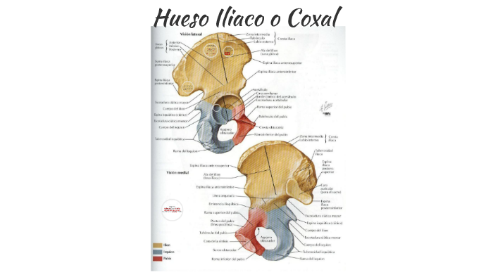 Hueso Iliaco by Luis Fernando Ceballos on Prezi