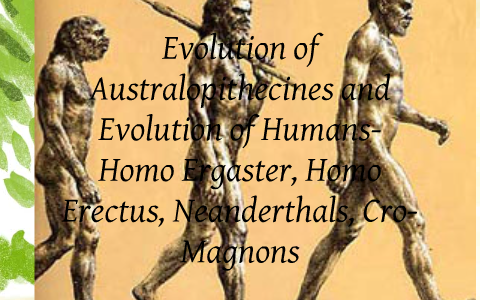 Evolution of Australopithecines and Evolution of Humans by Logan Scott ...