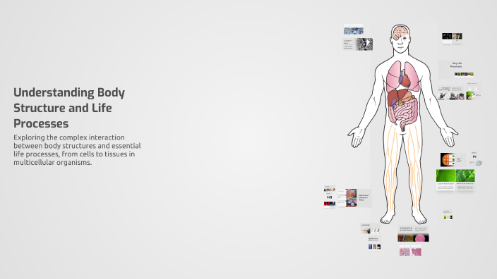 Understanding Body Structure and Life Processes by Bikash Chandra ...
