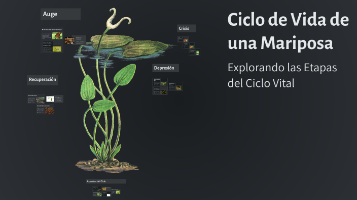 Ciclo de Vida de una Mariposa by ___Jiman2___ on Prezi