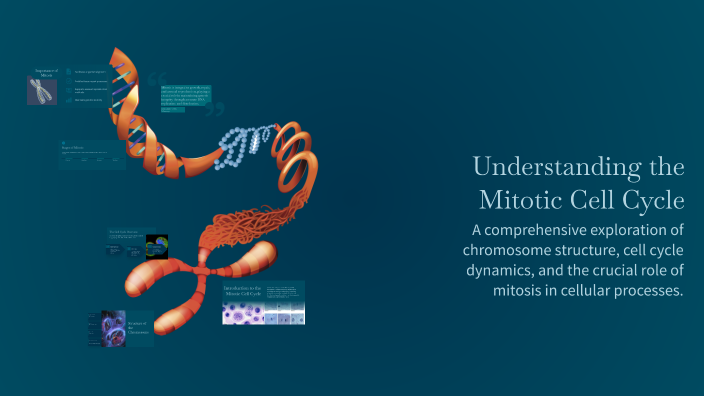 Understanding the Mitotic Cell Cycle by Leah Doysabas on Prezi