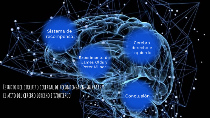 Descubriendo el circuito de recompensa y mito del cerebro derecho e ...