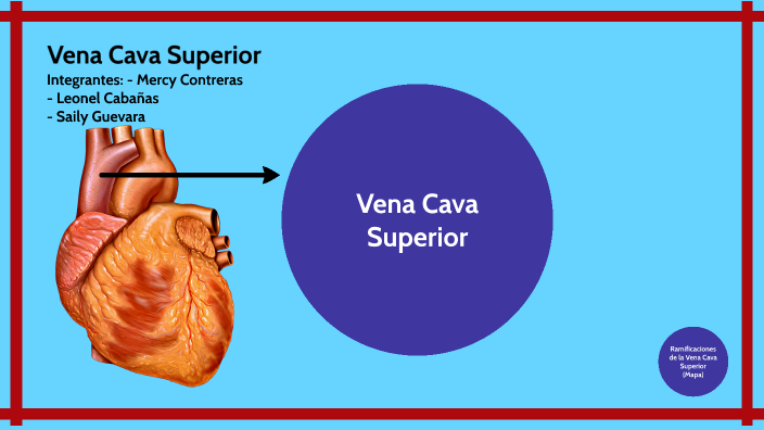 Vena Cava Superior by Saily Guevara Raudales on Prezi
