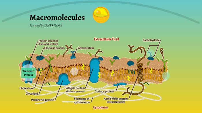 AP Biology: Macromolecule project by James McNeil on Prezi
