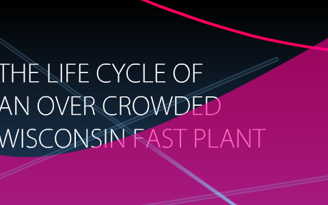 The life cycle of an overcrowded Wisconsin Fast Plant by Mr. Bolender ...