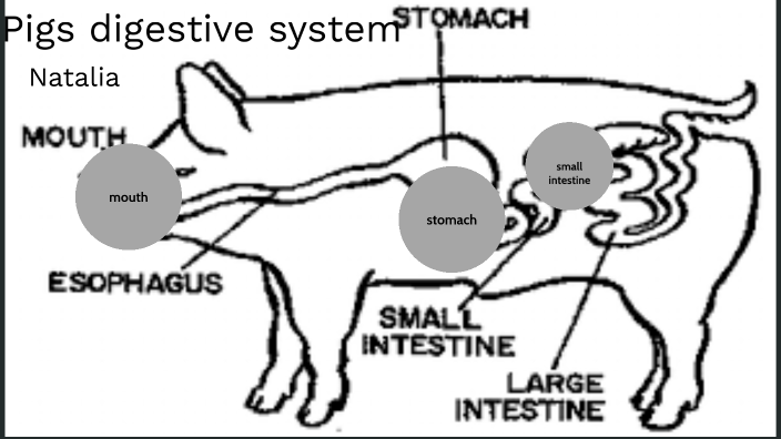 pigs digestive system by Natalia King on Prezi