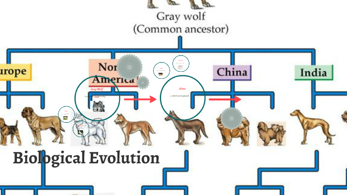 Biological Evolution by Hannah Vance