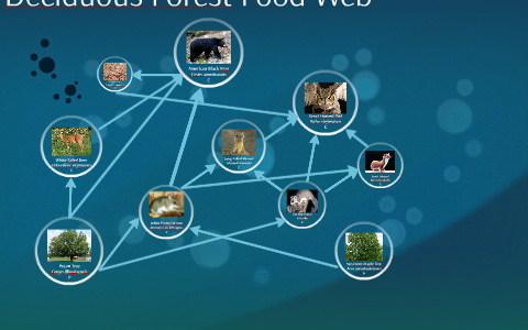 Deciduous Forest Food Web by Tiffany Nguyen on Prezi