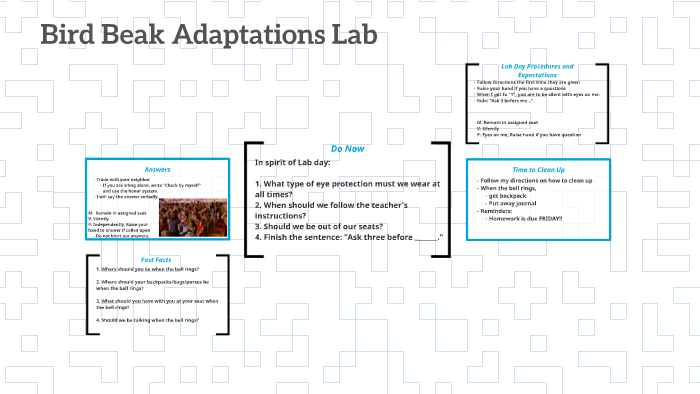 Bird Beak Adaptations Lab by Katie Marney on Prezi