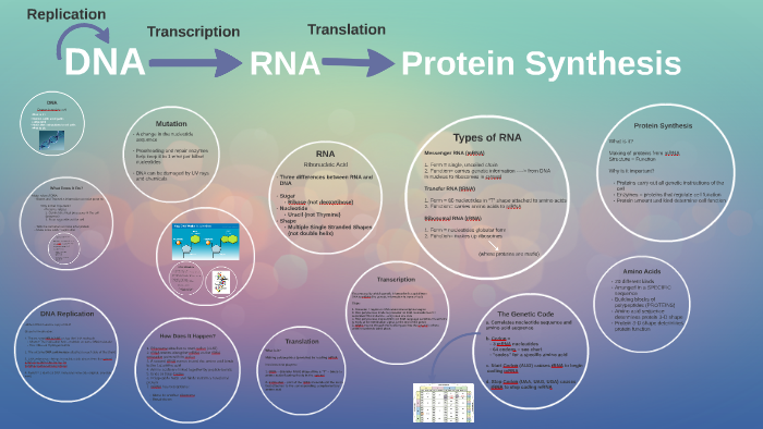 DNA by Amanda Lilly on Prezi